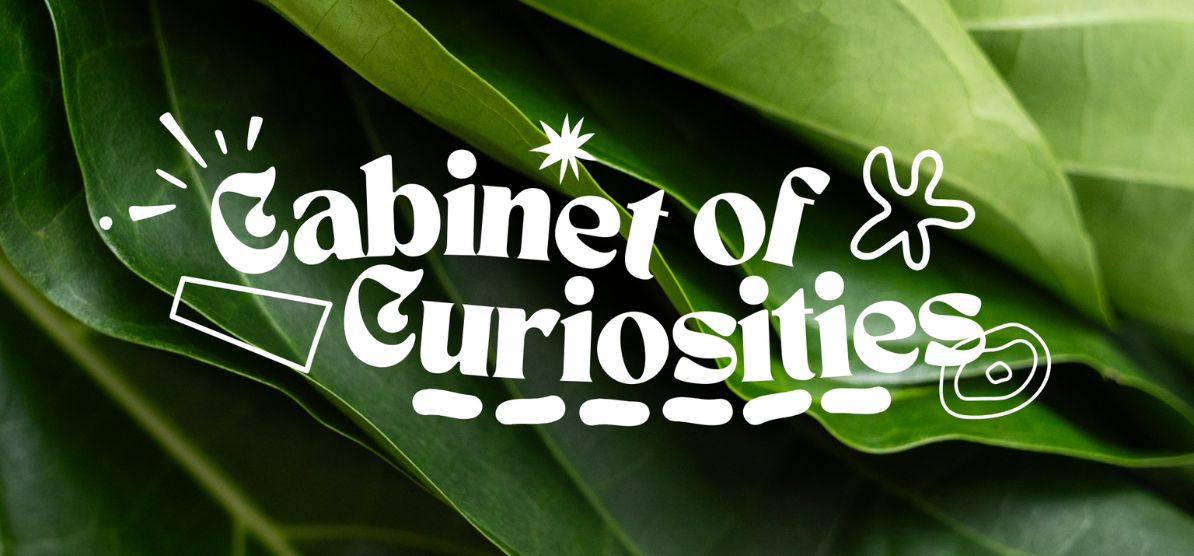 Esplanade Presents | March On 2024 Cabinet of Curiosities By Jessica ...
